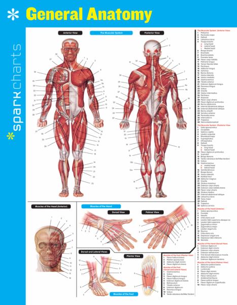 General Anatomy (SparkCharts) by SparkNotes - Book Outlet