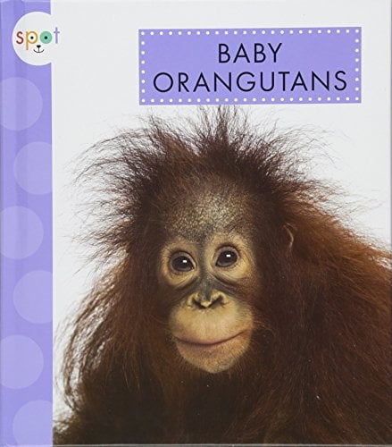 Baby Orangutans (Spot Baby Animals) by K. C. Kelley - Book Outlet