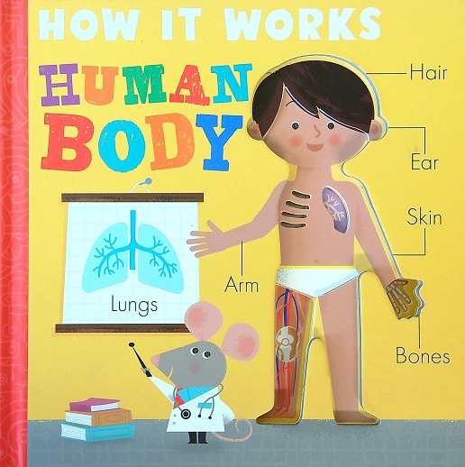 Human Body (How It Works) by Amelia Hepworth - Book Outlet